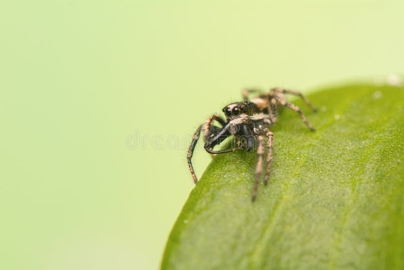 Jumping Spider - Salticus Scenicus Stock Image - Image of ...