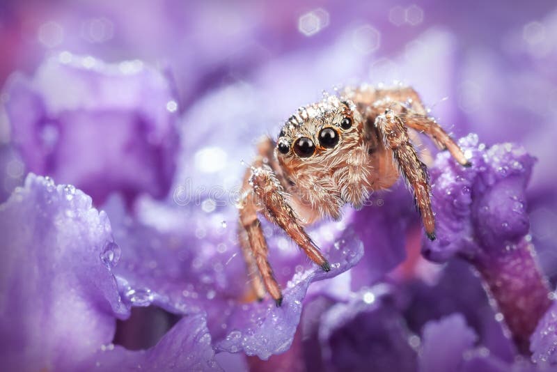 Spider and Shiny Drops of Water Stock Photo - Image of hairy, jumping ...