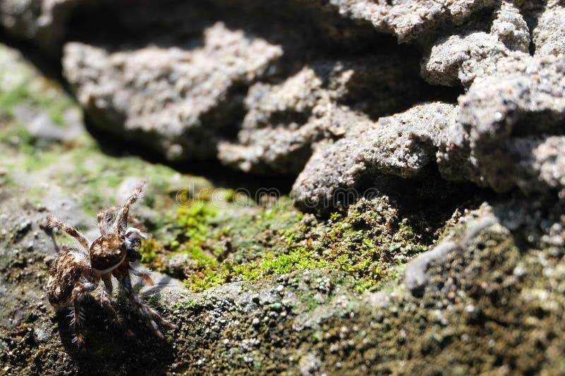 Jumping Spider Show Her Fangs Stock Image - Image of detail, arachnid ...