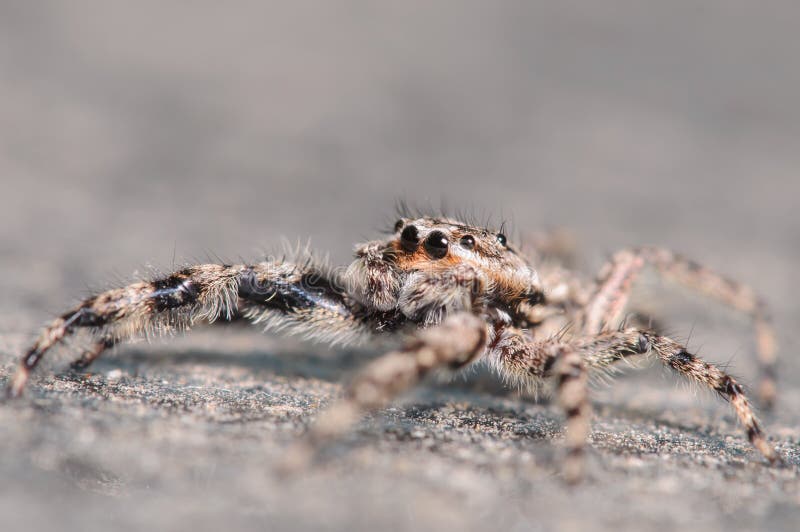 Jumping spider stock image. Image of close, arachnid - 38786923