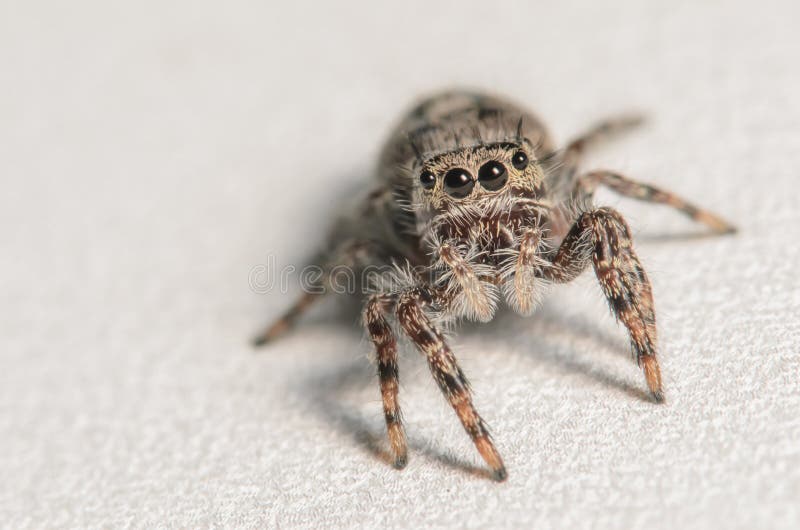 Jumping spider stock photo. Image of jumper, beautiful - 38941006