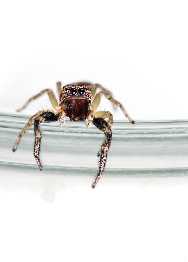 Jumping Spider Sitting on Jar - Salticidae Stock Image - Image of ...
