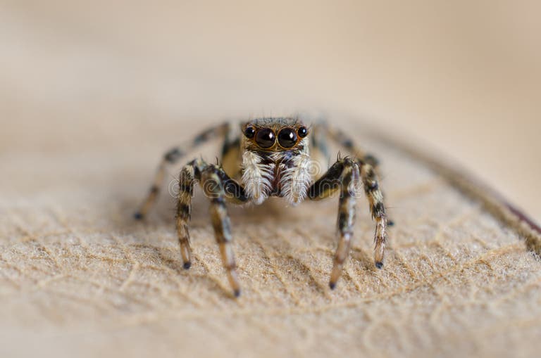 Jumping Spider stock image. Image of insects, sphere - 34451933