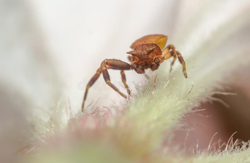 Jumping Spider stock photo. Image of hairy, spider, leaf - 48545838