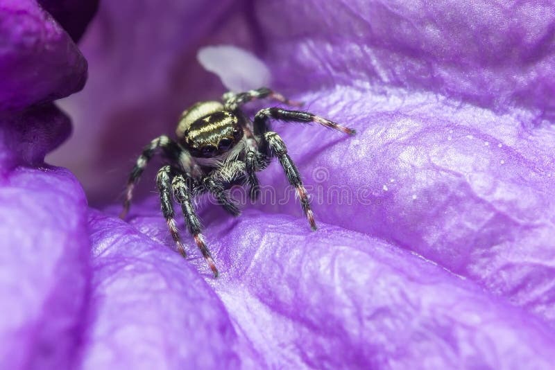 Jumping Spider stock photo. Image of insect, cute, wild - 48546224