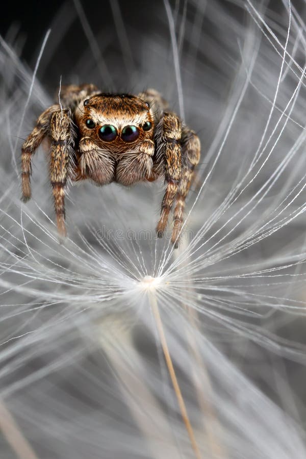 Jumping Spider and Dandelion Fluff Stock Image - Image of macro, floral ...