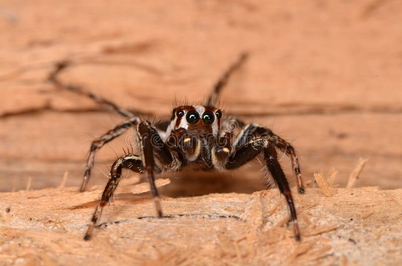 Jumping spider stock image. Image of curious, insect - 79263027