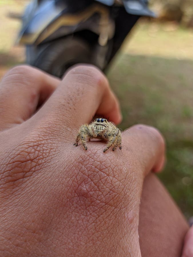 Jumping Spider Tame Animal in the Hand Stock Image - Image of jumping ...
