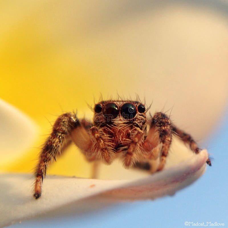 Jumping spider stock photo. Image of tiny, blooming, white - 55488492