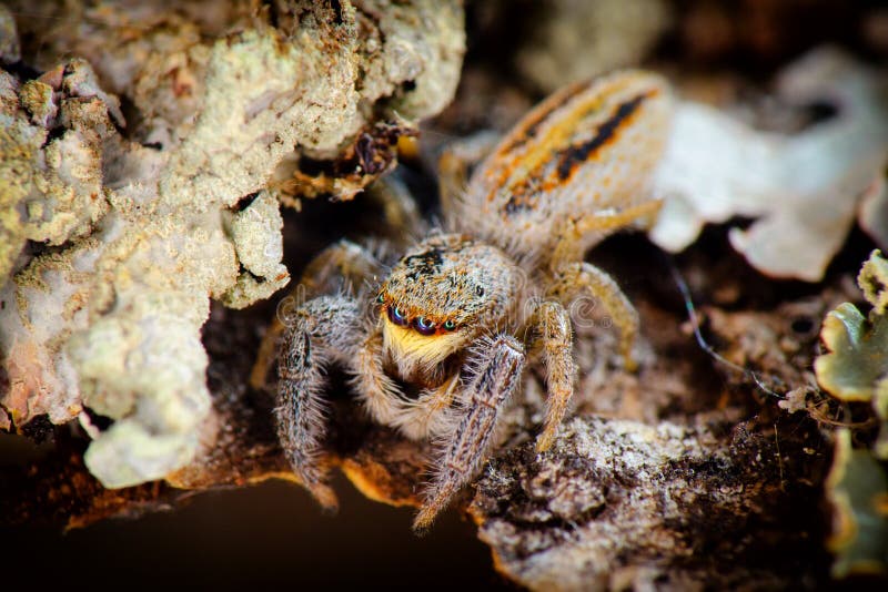 Jumping spider. Top view stock photo. Image of jumper - 54531368