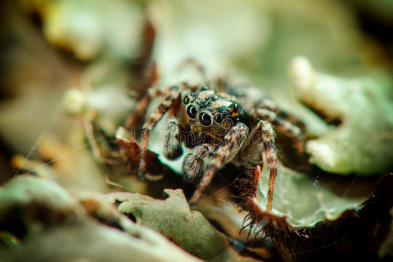 Jumping Spider Top View Stock Photos - Free & Royalty-Free Stock Photos ...