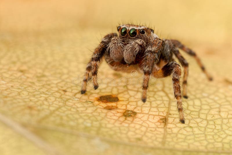 Jumping Spider and Transparent Stringy Leaf Stock Image - Image of ...