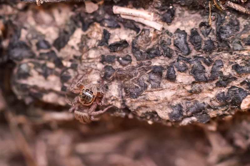 Jumping Spider is on the Tree. Stock Image - Image of tree, jumping ...