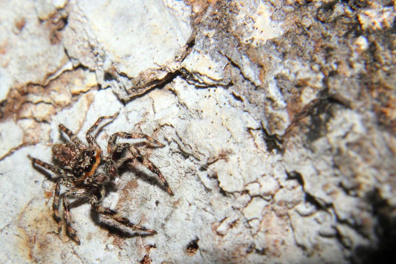 Jumping Spider on Tree stock image. Image of legs, tree - 26108825