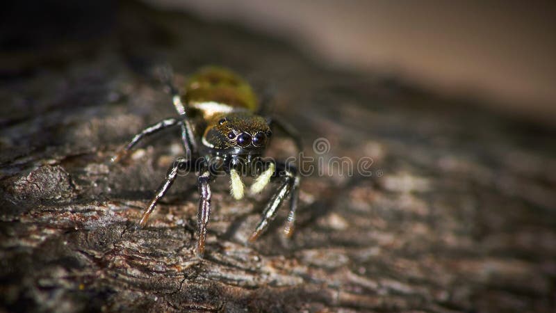 Jumping spider on tree 1 stock photo. Image of disguisting - 98099676