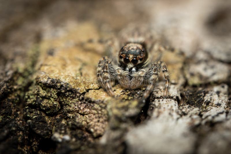 Jumping Spider on a Tree stock image. Image of entomology - 276985681