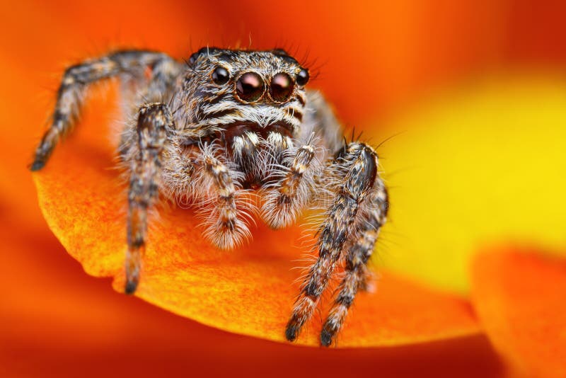 Jumping Spider from Turkey 3 Stock Image - Image of poison, funny: 18226327