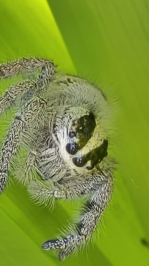 Jumping Spider up close stock photo. Image of grey, spider - 384020208