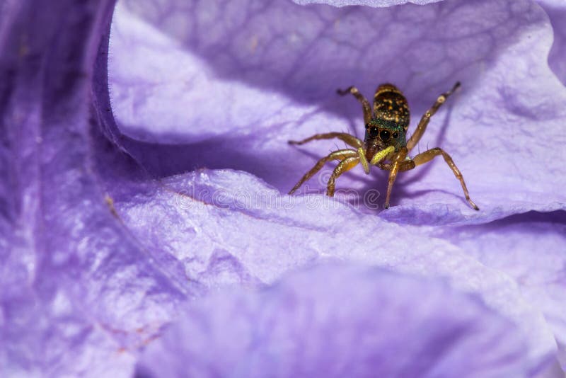 The Jumping Spider on Violet Flower Stock Image - Image of jumping ...