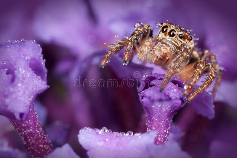 Jumping Spider on the on Violet Flowers Stock Image - Image of legs ...