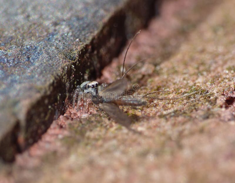 Jumping Spider Vs Fly - Macro Close Up Stock Image - Image of isolated ... Jumping Spider Vs Fly - Macro Close Up Stock Image - Image of isolated ...