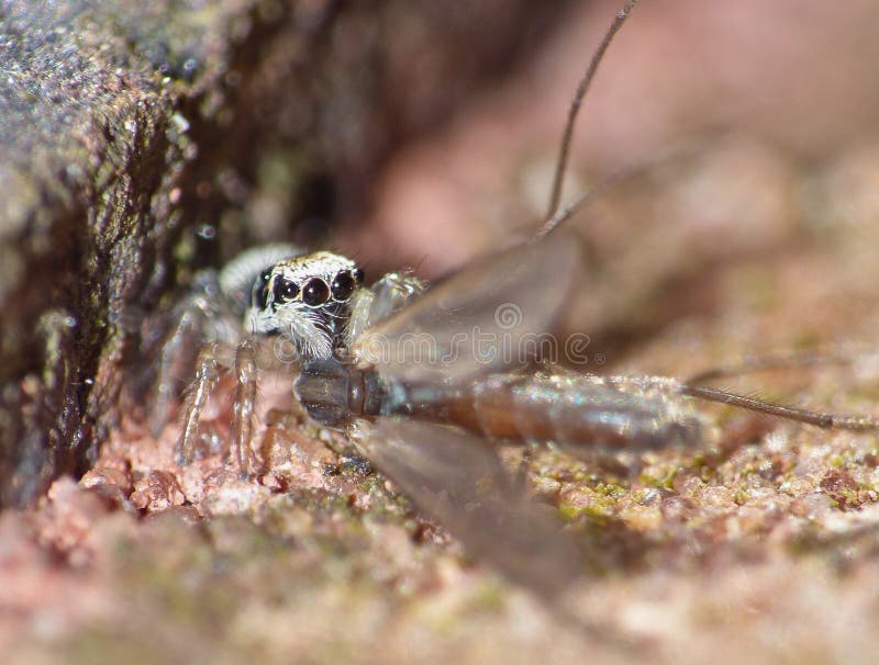 Jumping Spider Vs Fly - Macro Close Up Stock Photo - Image of meadow ... Jumping Spider Vs Fly - Macro Close Up Stock Photo - Image of meadow ...
