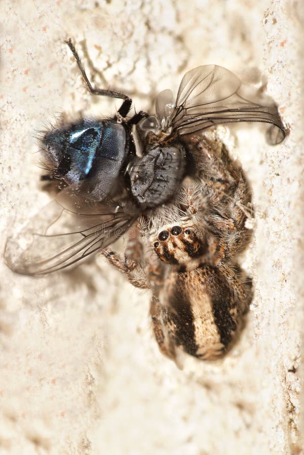 Jumping Spider on the Wall , Chasing a Fly Stock Image - Image of brown ...