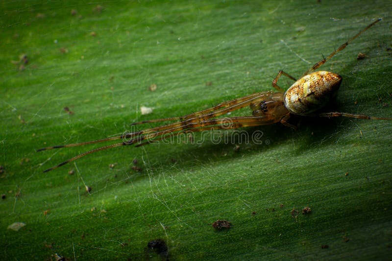 Jumping Spider on a Web in the Forest Stock Image - Image of high, legs ...