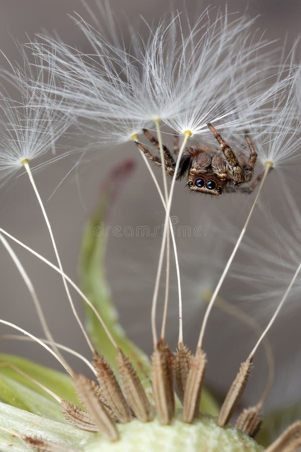 Jumping Spider and Dandelion Fluff Stock Image - Image of fluffy ...