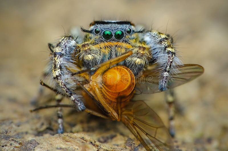 Jumping spider on the wood stock photo. Image of invertebrate - 299785016