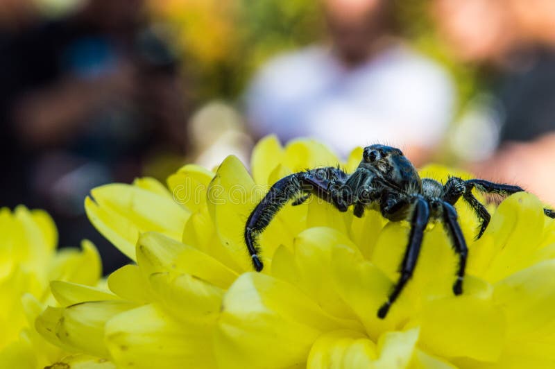 Jumping Spider on the Flower from Side Angle Stock Image - Image of ...