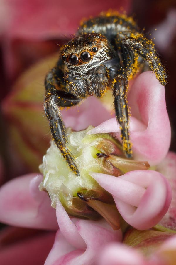 Jumping Spider on the Pink Flower Stock Image - Image of jumping ...
