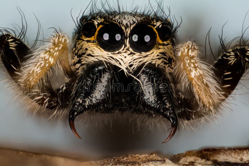 Jumping Spider, Copper Sun-jumper, Copper Sun Jumper, Spider ...