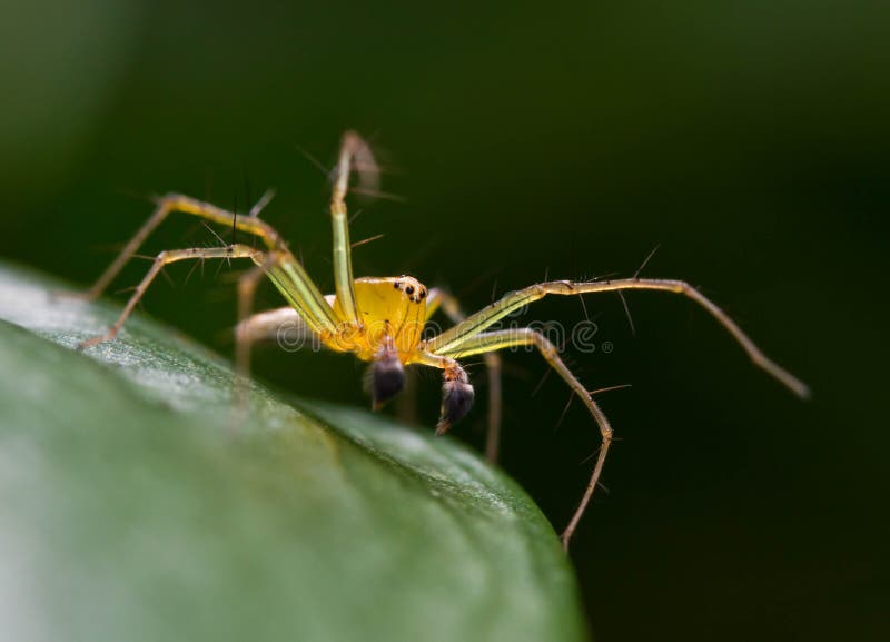Jumping spiders. stock photo. Image of insect, foliage - 25690582