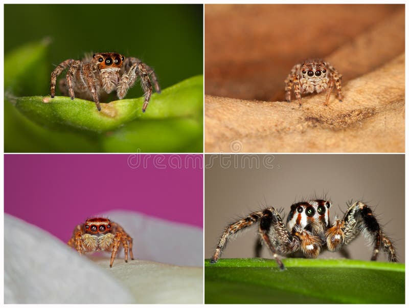 Jumping Spiders stock image. Image of nature, spring - 29415253