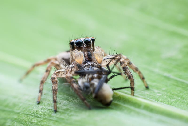 Jumping spiders stock image. Image of spring, nature - 44352657