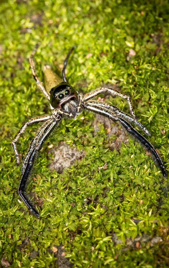 Hyllus Diardy Biggest Jumping Spider Stock Image - Image of macro ...