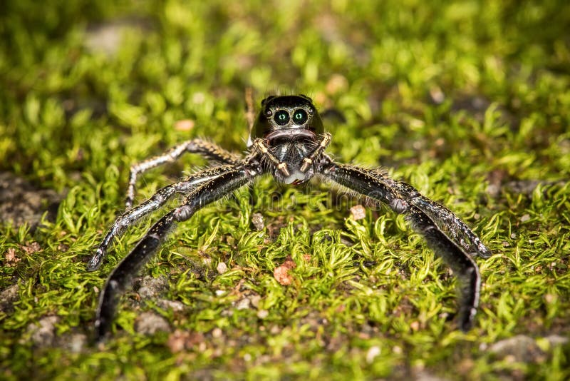 Hyllus Diardy Biggest Jumping Spider Stock Image - Image of macro ...