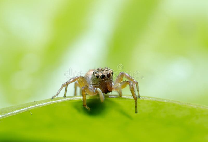 Jumping spiders stock image. Image of cute, beautiful - 50176027