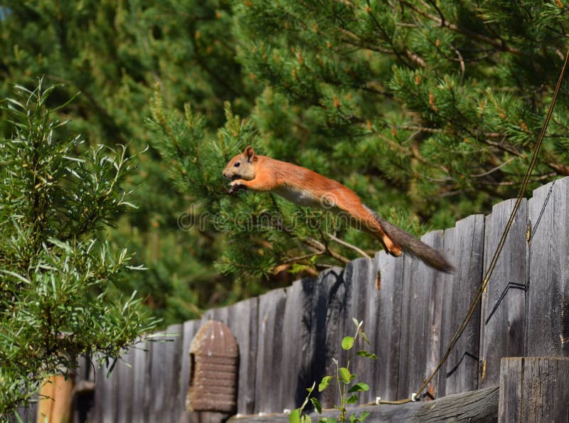 Jumping Squirrel in the Garden Stock Image - Image of tree, summer ...