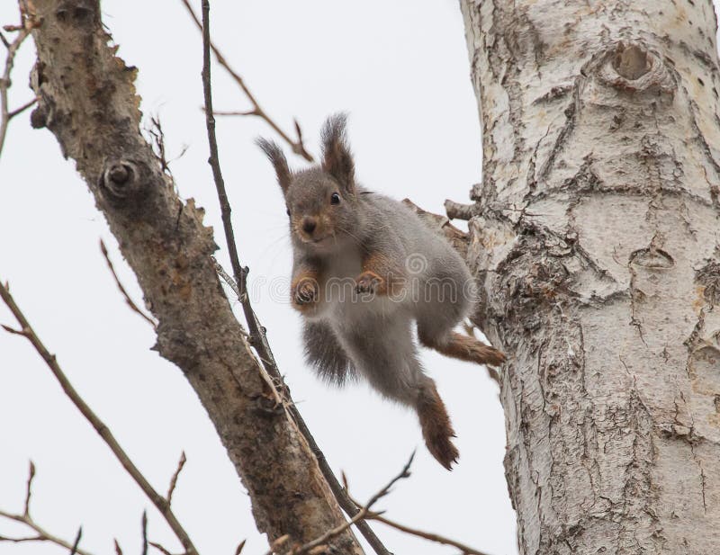 Jumping squirrel stock image. Image of wildlife, nature - 39710779