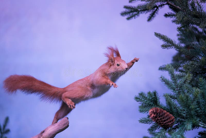 Squirrel Jumping To Tree Photos - Free & Royalty-Free Stock Photos from ...
