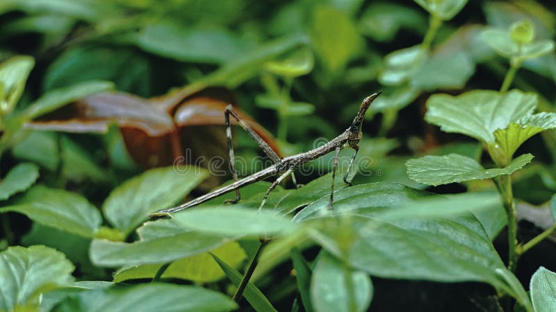 Jumping Stick Insect Walking on a the Lush Vegetation of the Rainforest ...