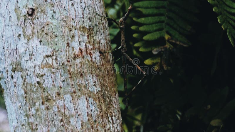 Jumping Stick Insect Walking on a Tree Trunk in the Rainforest Stock ...