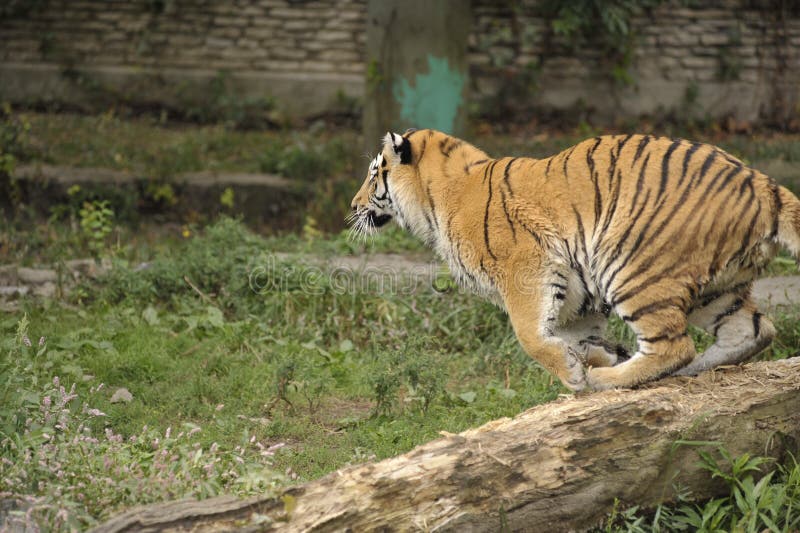 Jumping tiger stock image. Image of predator, tiger, wildcat - 11214783