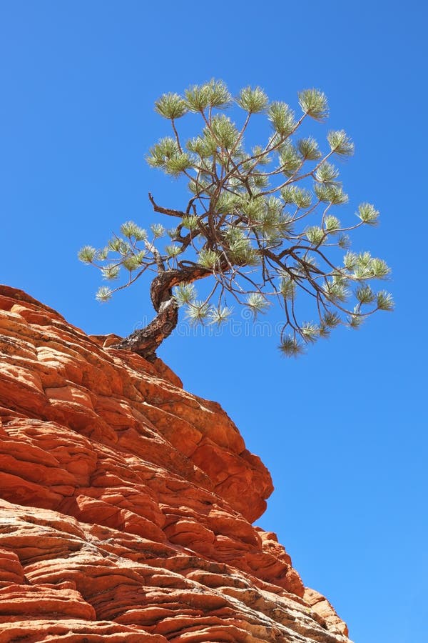 The Jumping Tree stock image. Image of park, national - 25623941