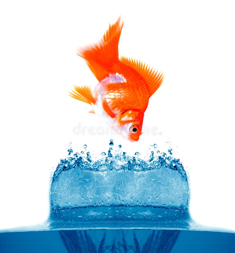 Jumping Water Fish Stock Photos - Download 4,480 Royalty Free Photos