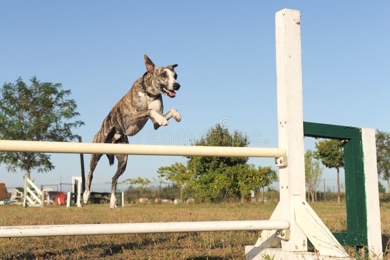 Jumping whippet stock image. Image of sport, obedience - 20868735