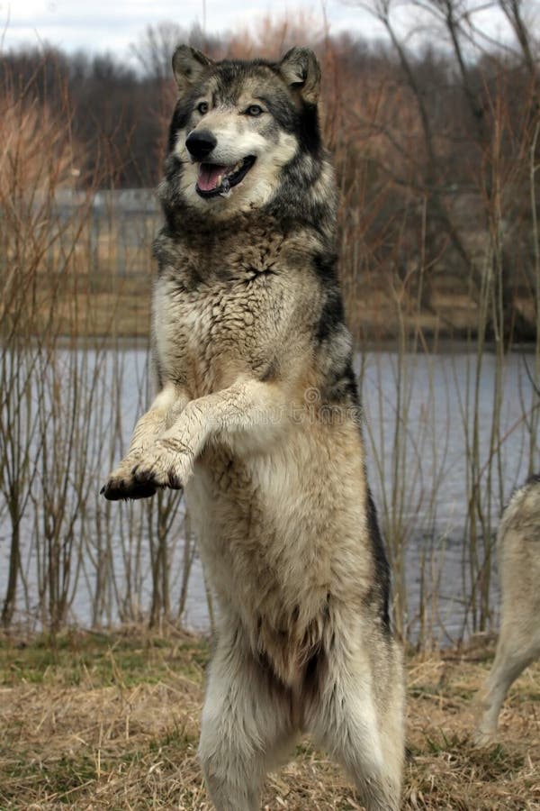 Jumping wolf stock image. Image of carnivore, canines - 20044971
