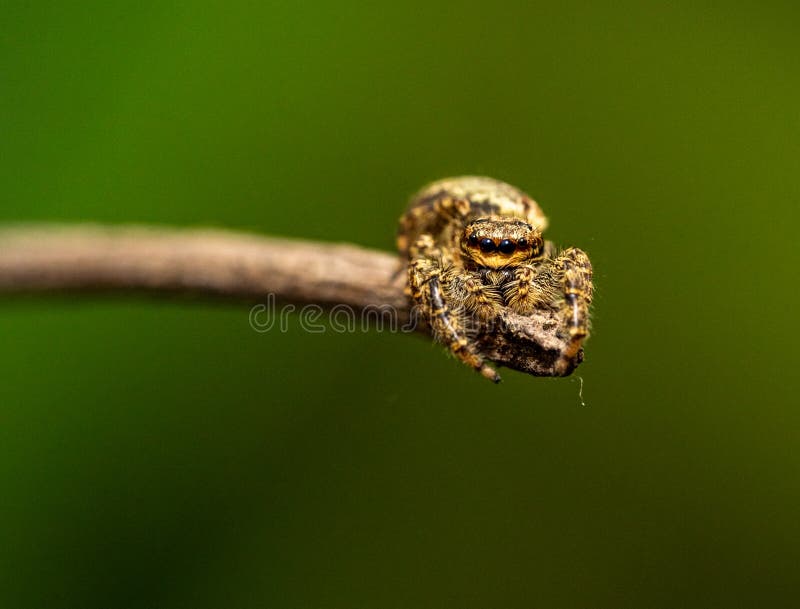 Jumping Wolf Spider Close Up View Looking into the Camera Stock Image ...